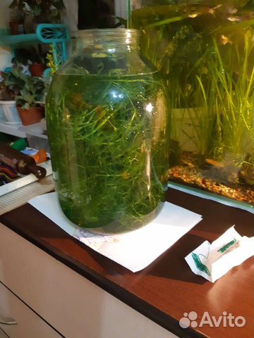 Водоросли роголиственник