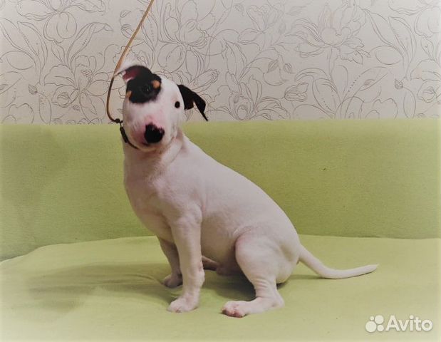 Миниатюрный бультерьер щенки