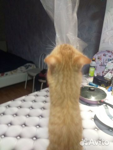 Отдам кота крысолова в частный дом. Он приучен к у