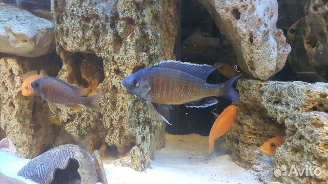 Алунокара каданго рыбка