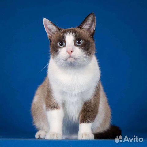 Кошка сноу шу