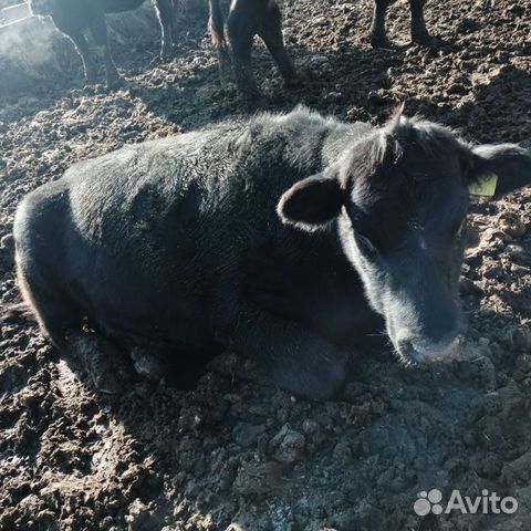 Нетель