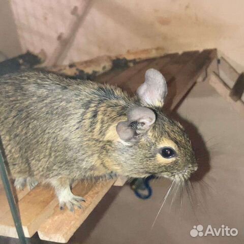 Дегу
