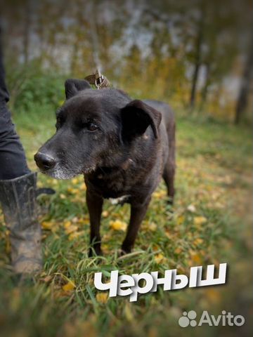 Старенький пес из приюта в семью на дожитие