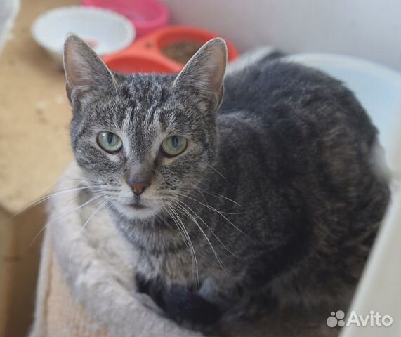 Милая киска