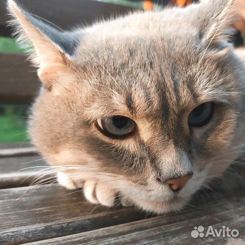 Вязка с опытным котом