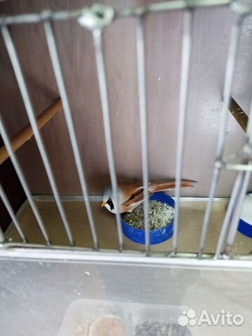 Усатая синица