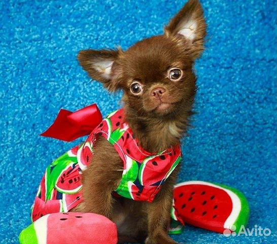 Красивая мини девочка