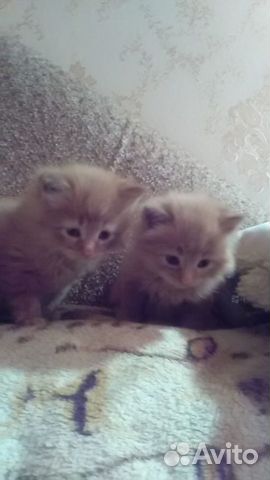 Котята в дар