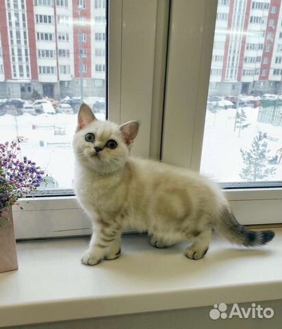 Котенок скоттиш страйт