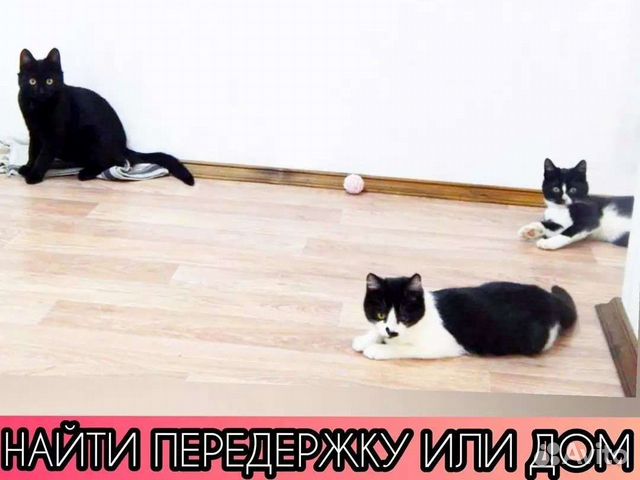 Нужен дом или передержка для котят