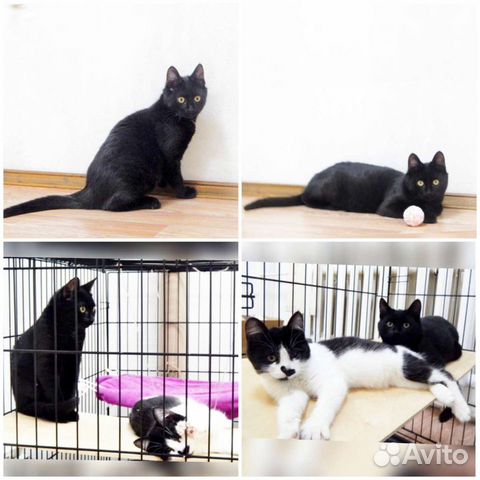 Ласковые котята в добрые руки