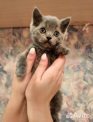 Очаровательная кошечка скотиш-страйт