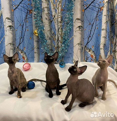 Новогодние ребята девон рекс