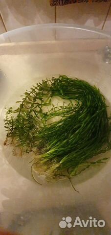 Аквариумное растение