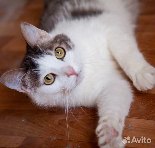 Кот Лосяш ищет дом