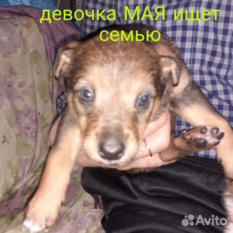 Собаки