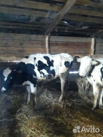 Телочки голштинки