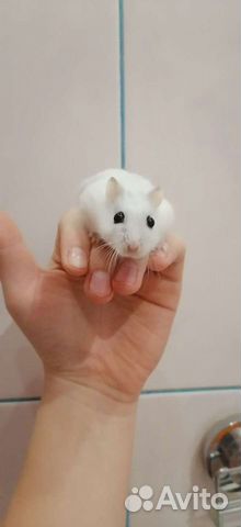 Джунгарский хомяк