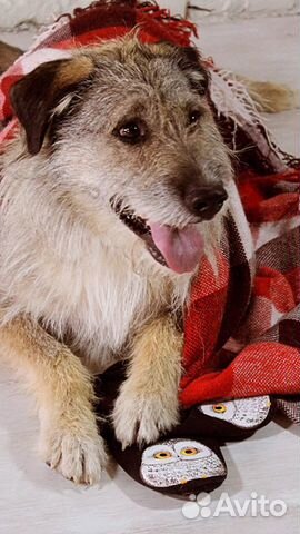 Собака Тиша в добрые руки