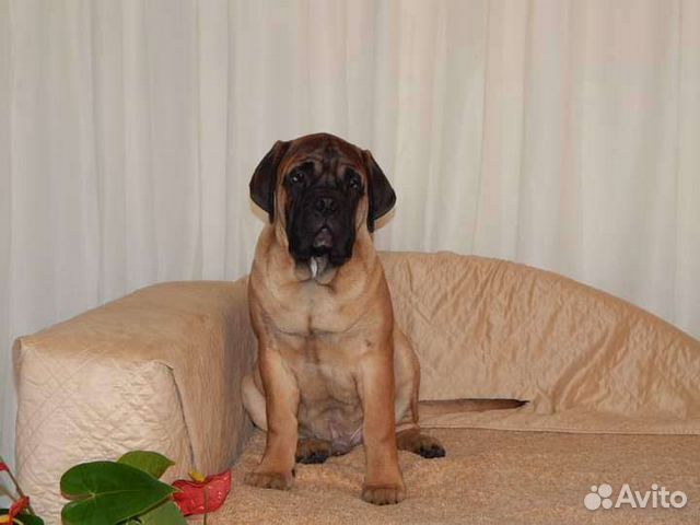 Яркие щенки бульмастифа