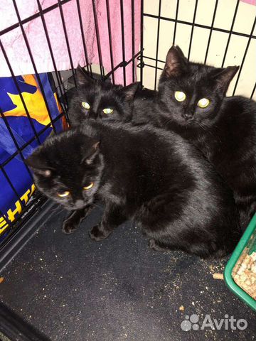 Спасите метис бобтейла