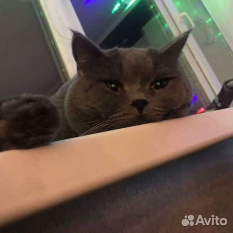 Британские коты вязка