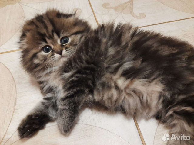 Шотландская вислоухая Хайленд