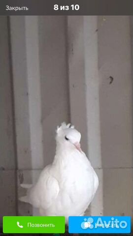 Голубь потеряшка