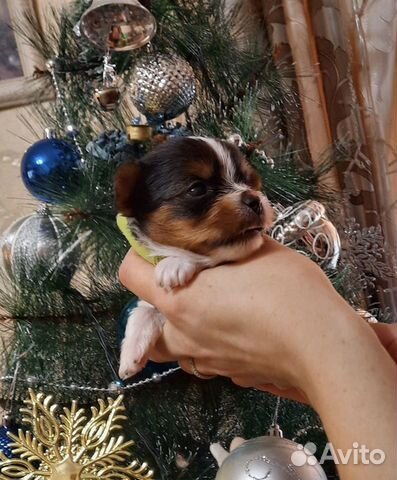 Бивер терьер. Супер детки