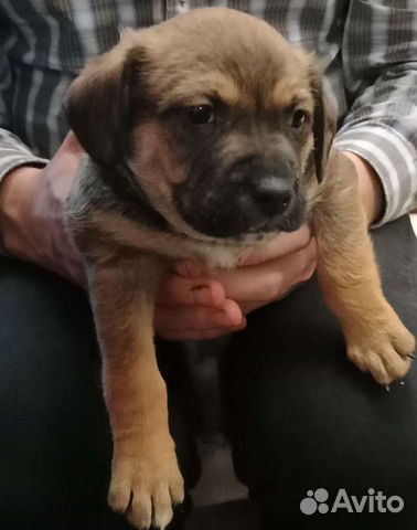 Щенки смесь с бульдожкой