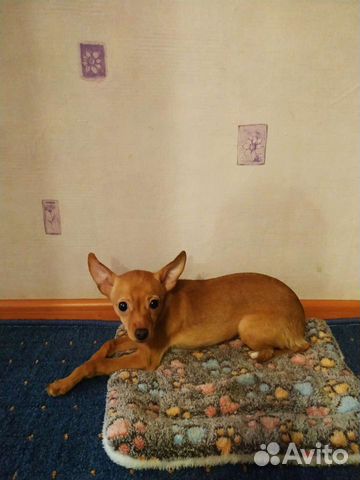 Русский той-терьер