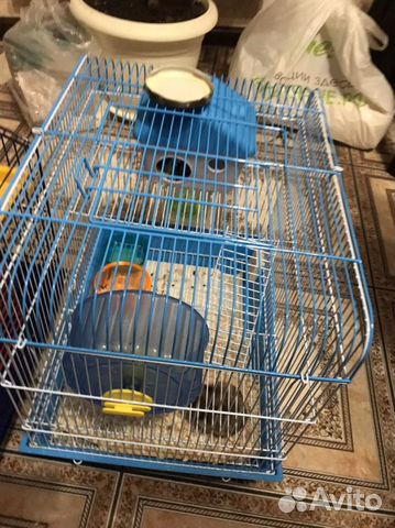 Сирийский хомяк с клеткой