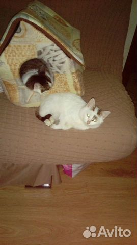 Дуся - новогодний подарок