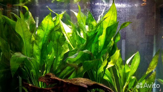 Растения в дар