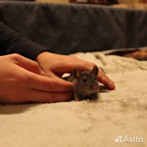 Крысята крысенок агути мальчик ручной