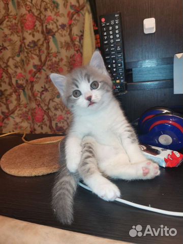 Шотландская кошечка страйт