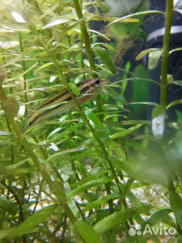 Гурами лакричный