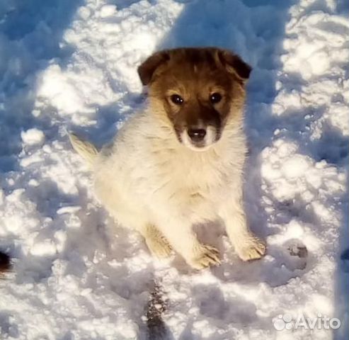 Щенок девочка в добрые руки