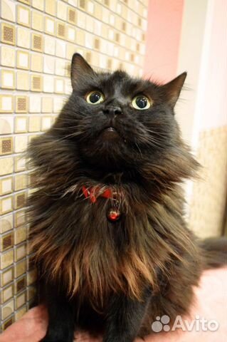 Кошечка Лола 4 года