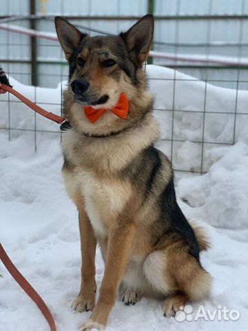 Спаси Того из приютской клетки