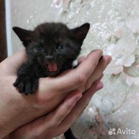 Котятки - братик и сестричка Кармелита и Мигель