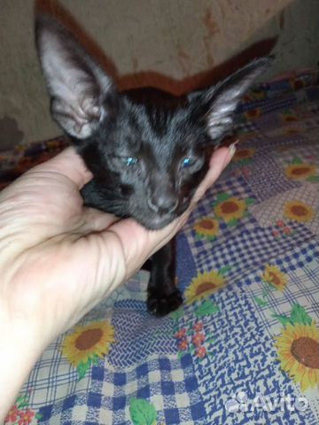 Котопесики