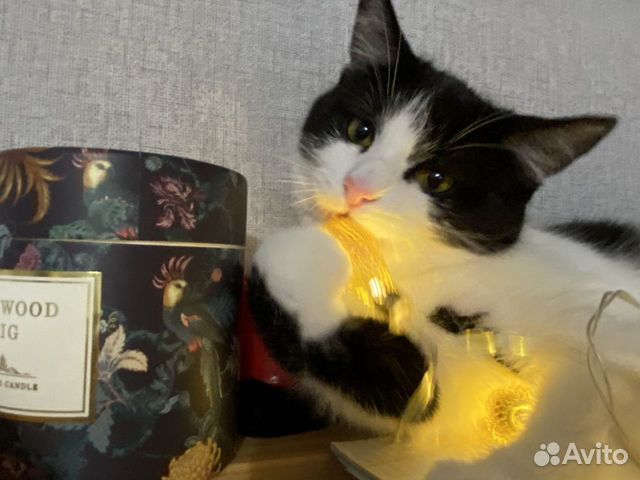 Кошечка ищет дом