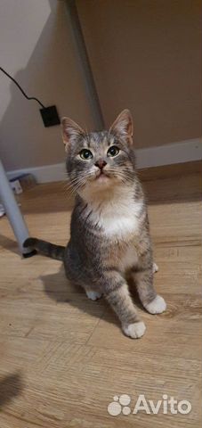 Отдам кота в добрые руки