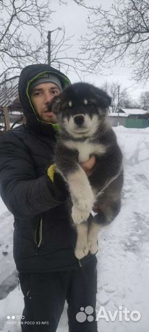 Собака,щенок,Аляскинскинкий Маламут, кобель, мальч