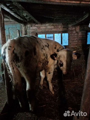 Бык, свинья