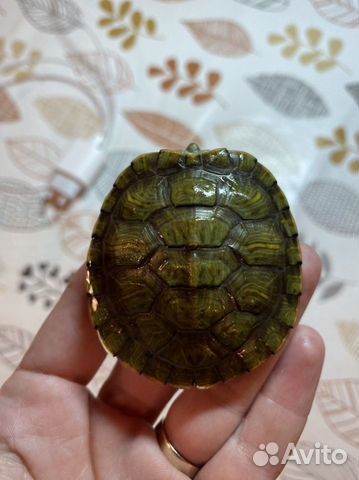 Красноухая черепаха бесплатно 2 шт