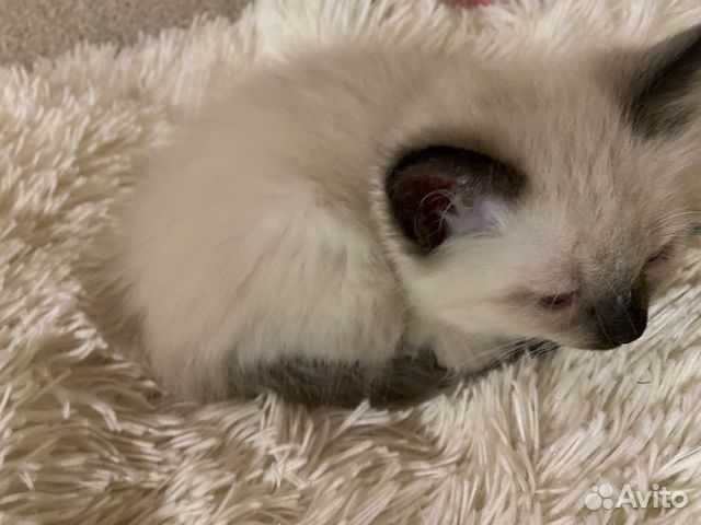 Котенок тайский