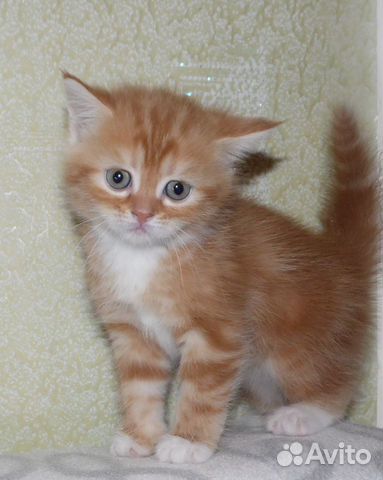 Рыжий котенок метис 1 месяц